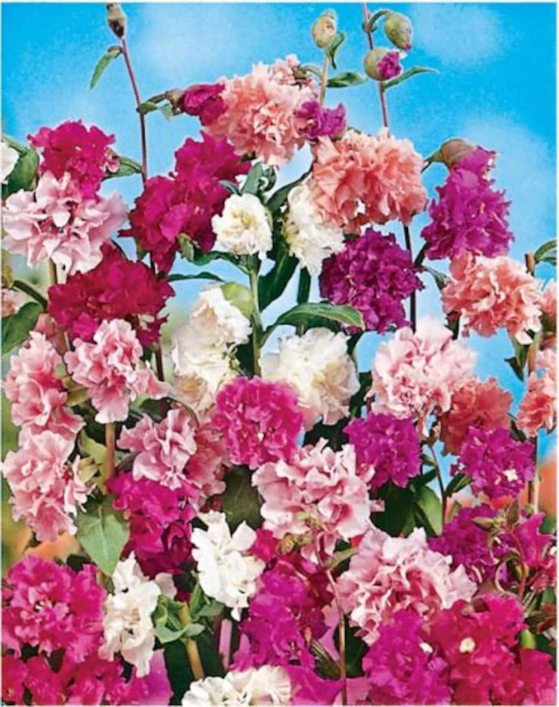 200 Pcs Godetia Glandiflora Double Mixed Flower Seeds - Etsy