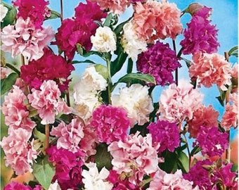 200 Pcs Godetia Glandiflora Double Mixed Flower Seeds - Etsy