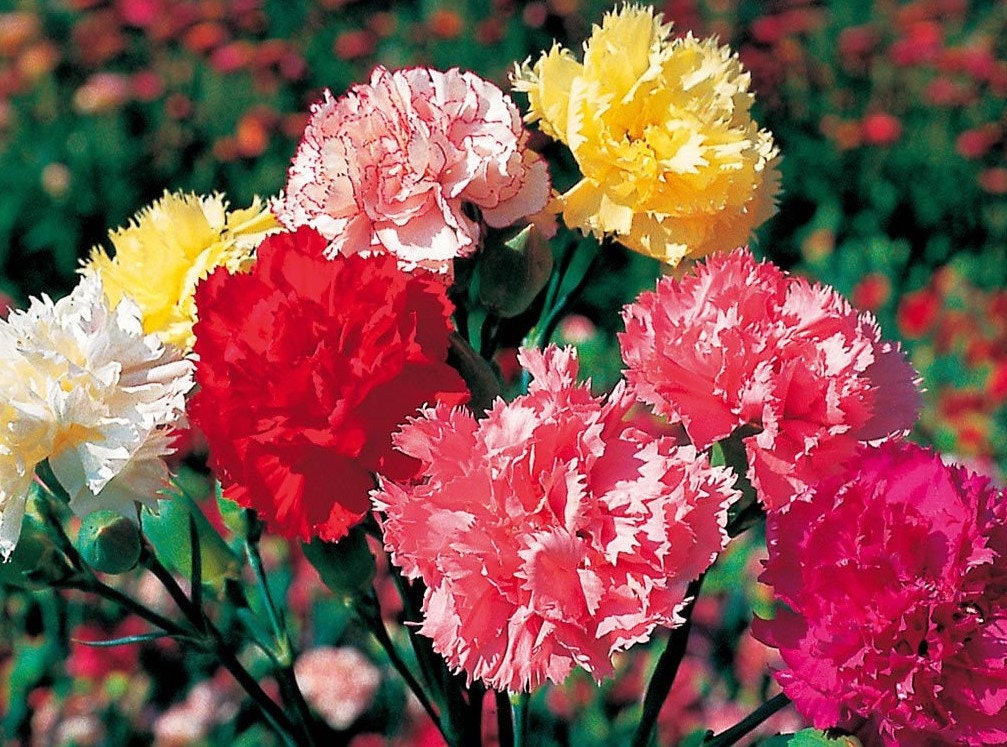 100 Pcs Giant Chabaud Carnation Mix Annual Flower Seeds- DIANTHUS ...