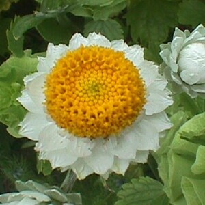 100 Pcs Winged Everlasting Flower Seed/ Everlasting Daisy/paper Daisy ...