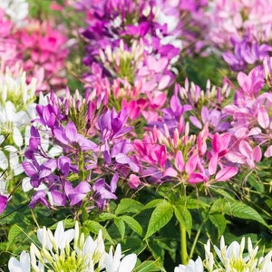 50 Pcs Cleome Mix Flower Seeds/ Cleome Spinosa Spider Flower Mix/cleome ...