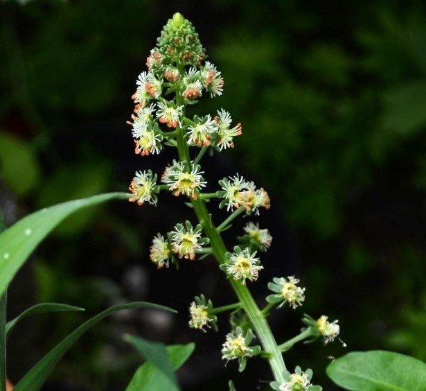 Sweet Seeds PlantFiles Pictures: Reseda Species, Garden Mignonette ...