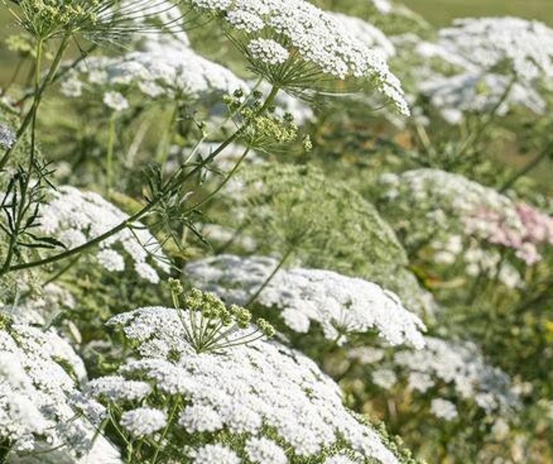 200 Pcs Bishop's Flower Seeds/ AMNI MAJUS/ Queen Anne's Lace/ Fl228 ...