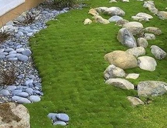 Irish Moss Lawn
