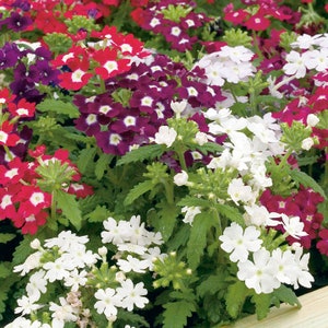 100 Pcs Colorful Verbena Mixed Hybrid Flower Seeds- Verbena ...