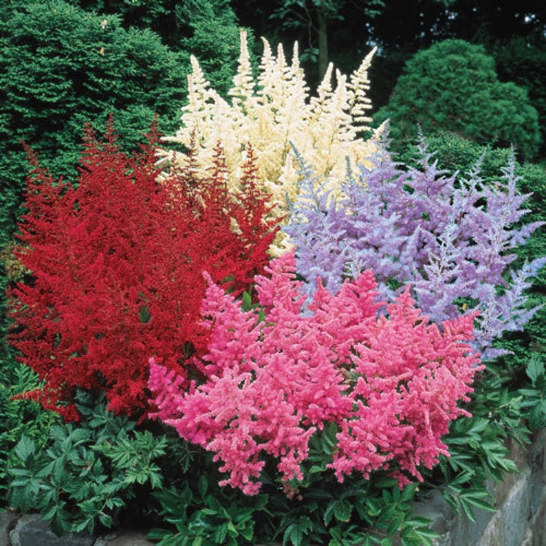 50 Pcs Mix Astilbe Flower Seeds Perennial Beauty-astilbe - Etsy