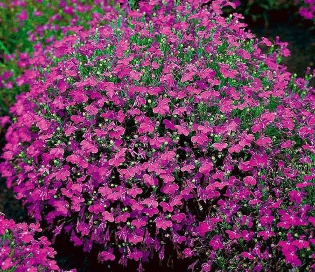 100 Pcs Trailing Pendula Cascade Red Flower Seeds- Lobelia Erinus ...