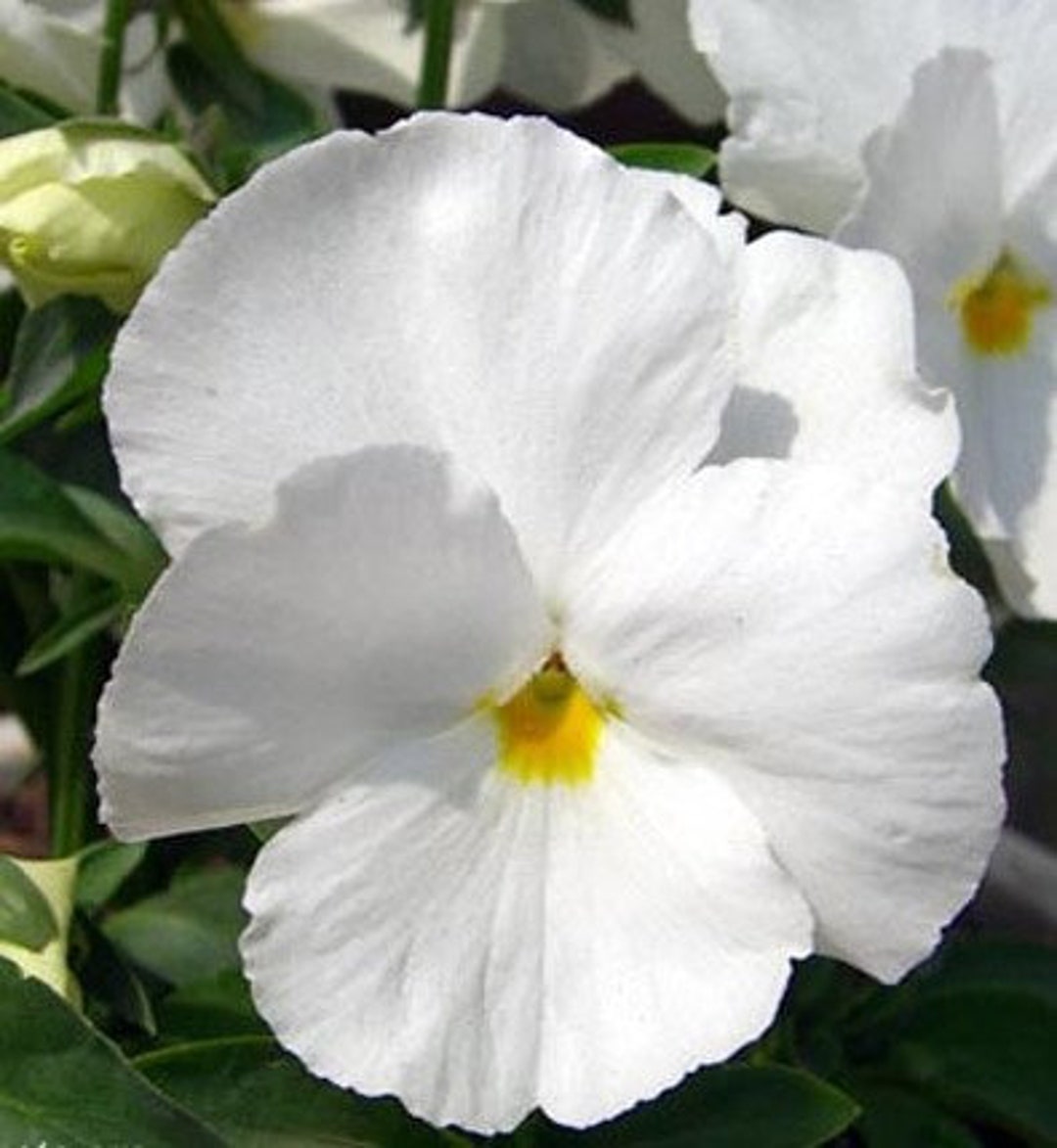 50 Pcs Pansy Swiss Giant White Lady Flower Seeds- VIOLA WITTROCKIANA ...