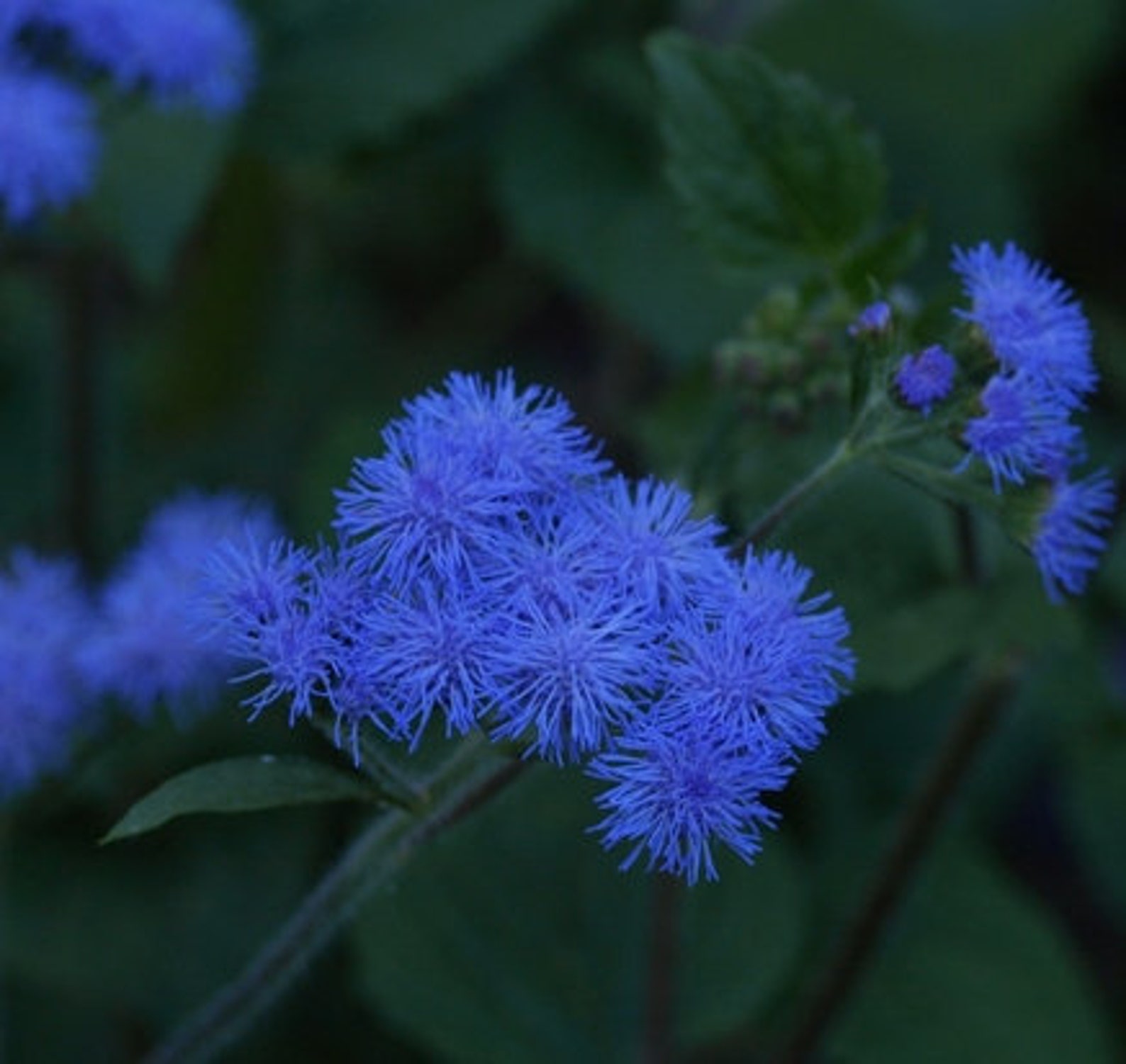 100pcs Blue Floss Flower Seeds-dwarf Blue-true Blue-ageratum ...