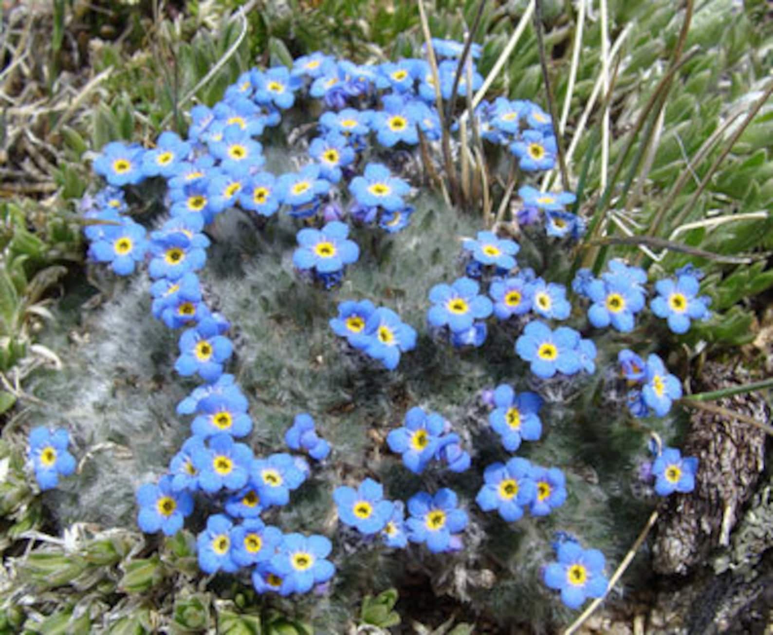 100 Pcs Blue Alpine Forget Me Not Flower Seeds - Heavenly Hybrid ...