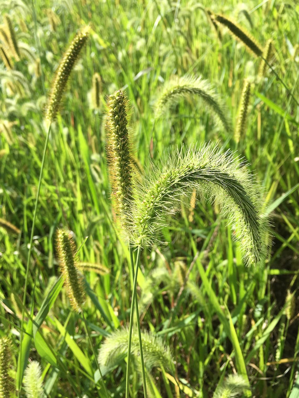 50 Pcs Rare Yellow Foxtail Grass Seeds- Setaria Glauca-p061/ Golden ...