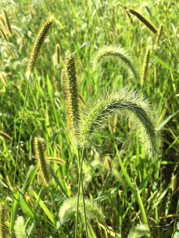 Green Foxtail Seed