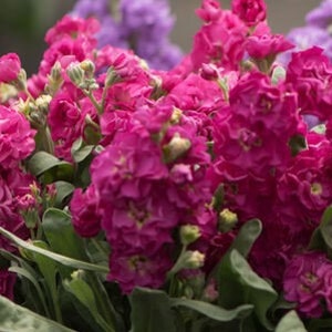50 Pcs Deep Rose Stock Flower Seeds-matthiola Incana Ten Week Deep Rose ...