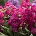 50 Pcs Deep Rose Stock Flower Seeds-matthiola Incana Ten Week Deep Rose ...