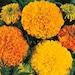 100 Pcs Marigold Brocade Flower Seed- Mixed African Marigold- TAGETES ...