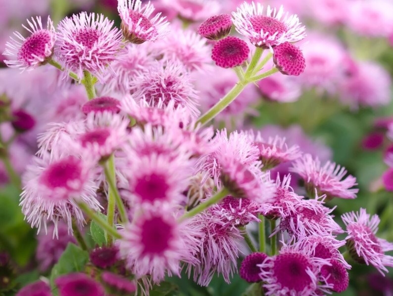 100 Pcs Pink Floss Flower Seeds-dwarf-ageratum HOUSTONIANUM - Etsy