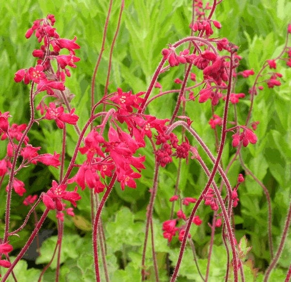Heuchera Sanguinea Ruby Bells