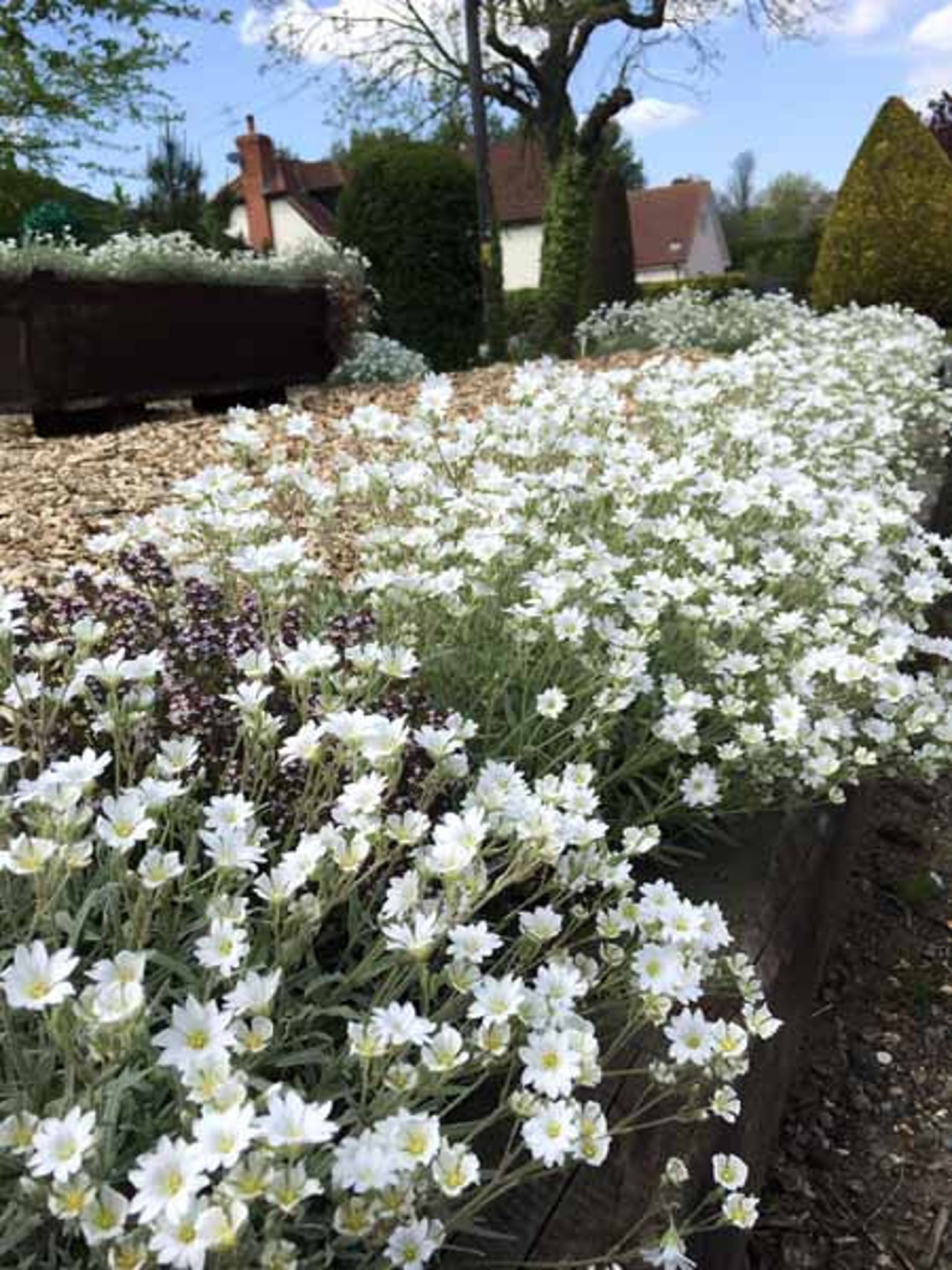 100Pcs Snow In Summer Flower Seeds CERASTIUM TOMENTOSUM | Etsy