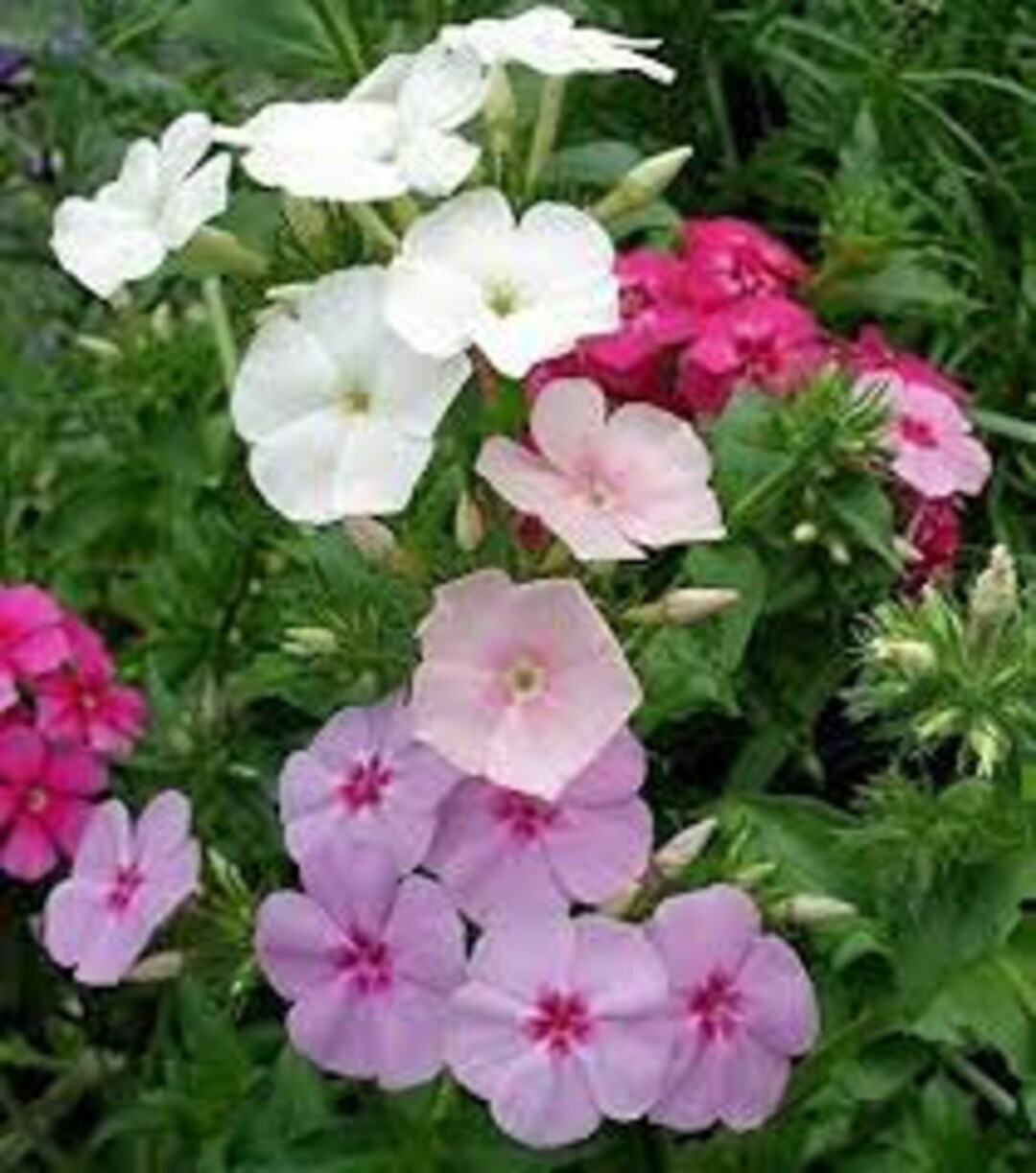 100 Pcs Phlox Drummondi Mixed Flower Seed- (phlox Drummondii Nana ...