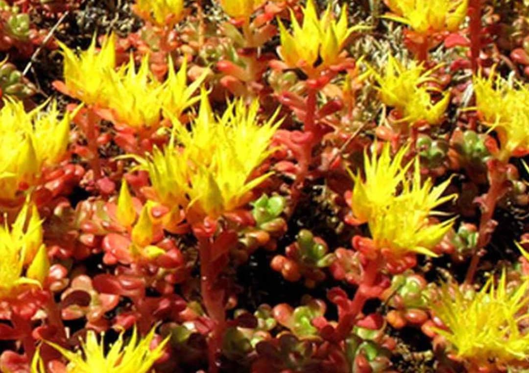 50 Pcs Sedum Origanum Succulent Seeds-oregon Stonecrop- - Drought ...