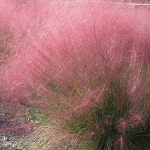 30 Rare Purple Love Grass Seeds/eragrostis Spectabilis/tufted Love ...