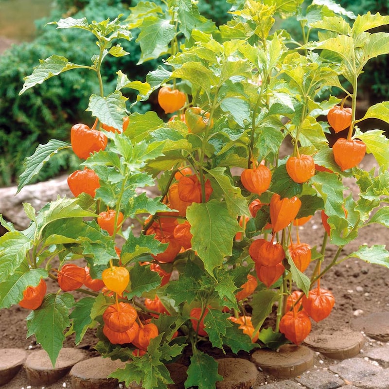 Chinese Lantern Wreaths - Etsy UK