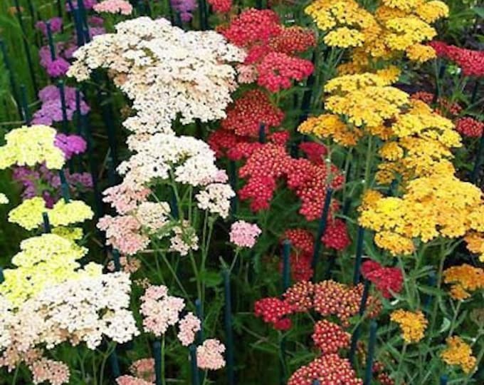 50 Pcs Yarrow Summer Pastel Mix Flower Seeds--beautiful and Highly ...