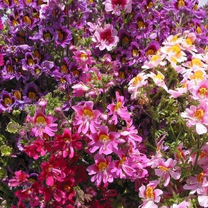 100 Pcs Schizanthus Mix Angel Wings Flower Seeds-schizanthus X ...