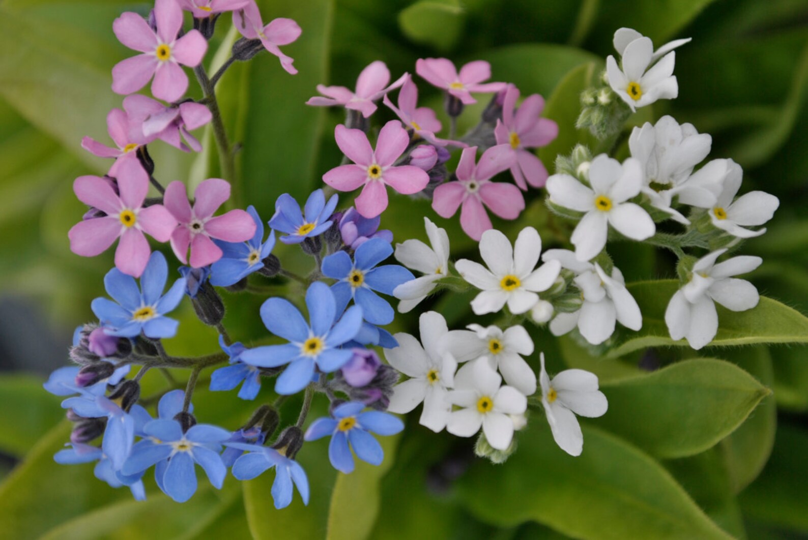 100 Pcs Alpine Forget Me Not Mix Flower Seeds - Heavenly Hybrid ...