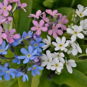100 Pcs Alpine Forget Me Not Mix Flower Seeds - Heavenly Hybrid ...
