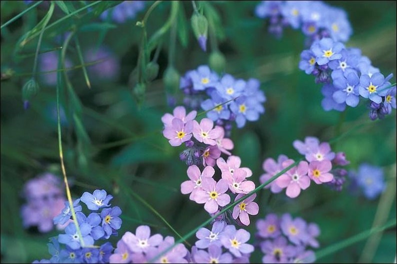 100 Pcs Alpine Forget Me Not Mix Flower Seeds - Heavenly Hybrid ...