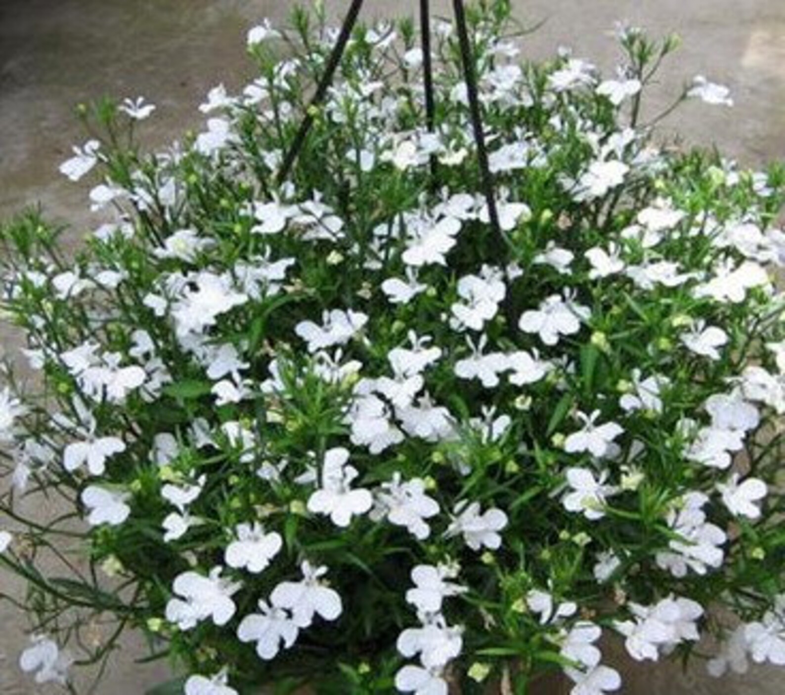 100 Pcs Lobelia Pendula White Lady Cascade Seeds-trailing Lobelia ...