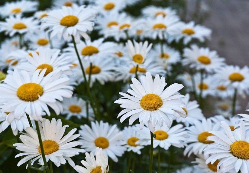 100 Pcs Alaska Shasta Daisy Flower Seeds- Chrysanthemum Maximum (C.X ...