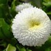 100 Pcs Bellis English Daisy White Flower Seeds- Bellis Perennis ...