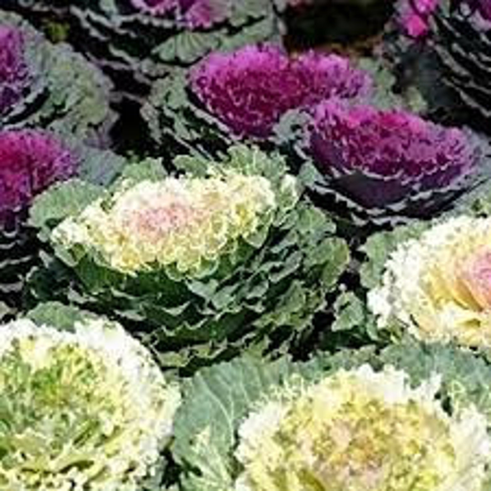 50 Pcs Ornamental Kale Flowering Seeds-brassica | Etsy