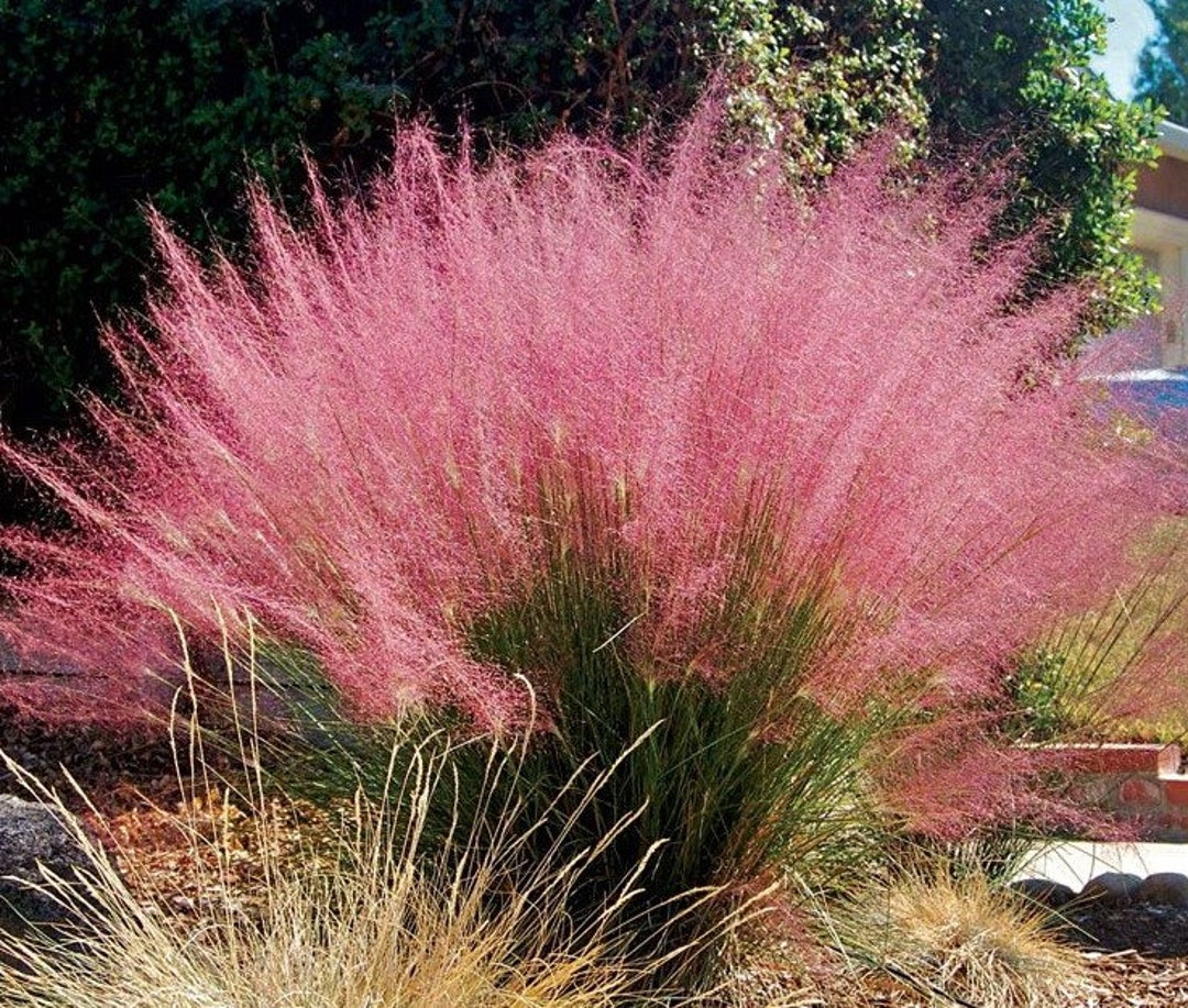 30 Rare Purple Love Grass Seeds/eragrostis Spectabilis/tufted Love ...