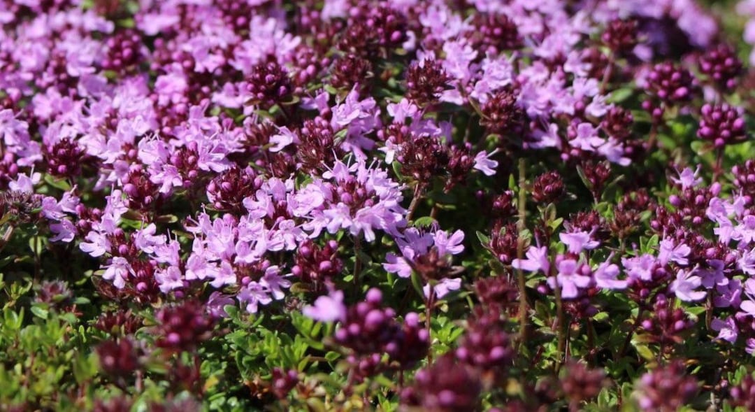 1000 unidades de sementes de tomilho rastejante selvagem-THIMUS ...