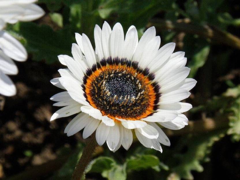 50 Venidium Seed-white Monarch of the Veldt Flower-venidiun Fastuosum ...