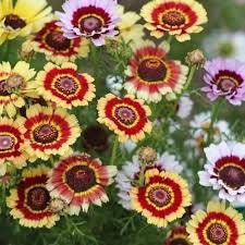 50 Pcs Painted Daisy Flower Seeds Chrysanthemum Carinatus | Etsy