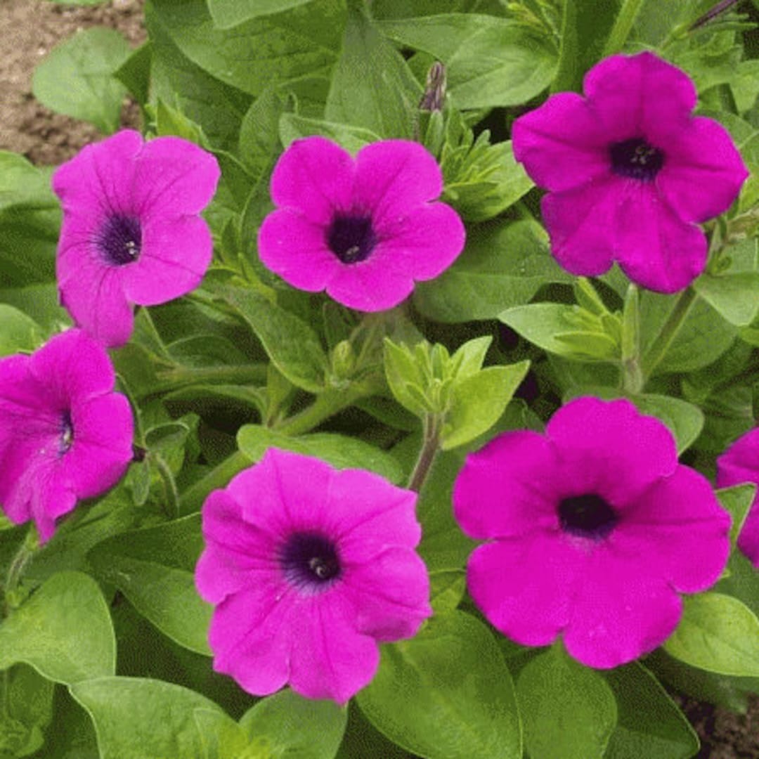 50 Pcs Wild Violet Petunia Flower Seeds-petunia VIOLACEAE- Shanin ...