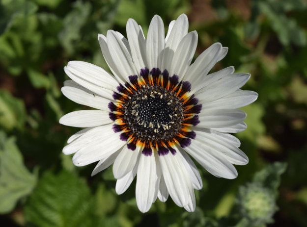 50 Venidium Seed-white Monarch of the Veldt Flower-venidiun Fastuosum ...