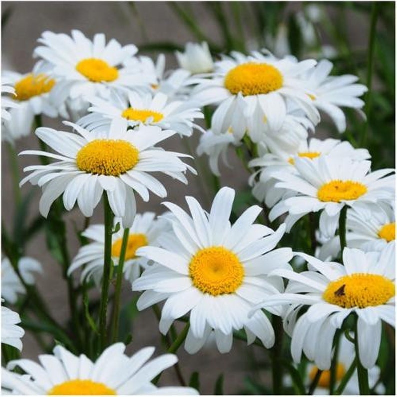 100 Pcs Alaska Shasta Daisy Flower Seeds- Chrysanthemum Maximum (C.X ...