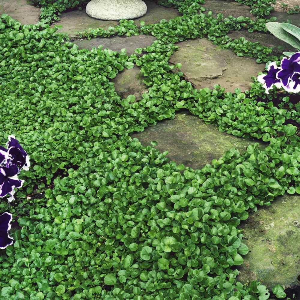 1000 Pcs Dichondra Repens Plant Seeds-fl259-kidney Weed- 10g-dichondra ...