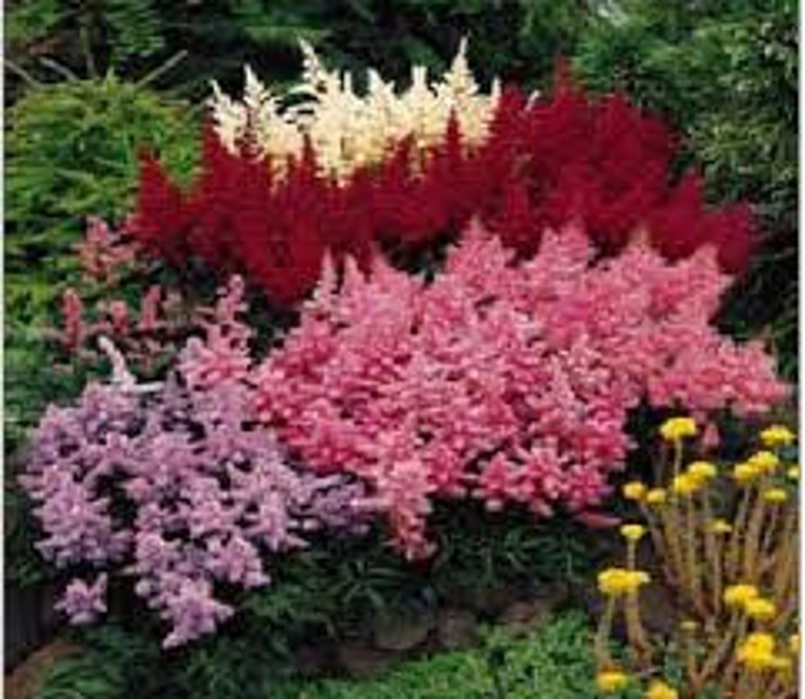 50 Pcs Mix Astilbe Flower Seeds Perennial Beauty-astilbe - Etsy
