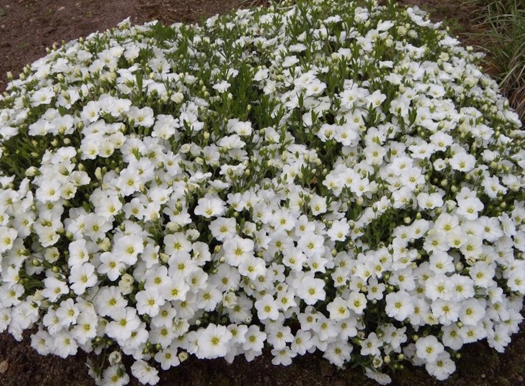 30 Pcs Arenaria Mountain Soapwort Flower Seeds-arenaria Montana/ (FL143 ...