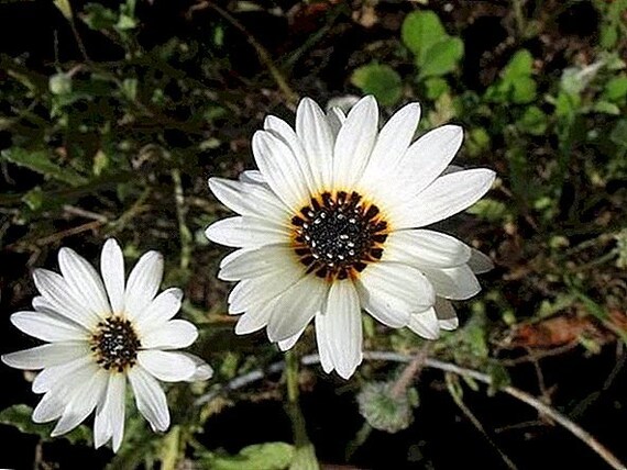 50 Venidium Seed-white Monarch of the Veldt Flower-venidiun | Etsy