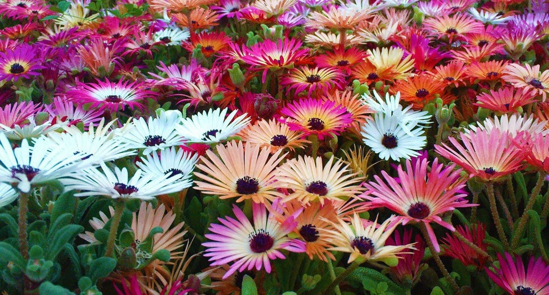 100 Livingstone Daisy Mix Flower Seeds-dorotheanthus Bellidiformis-ice ...
