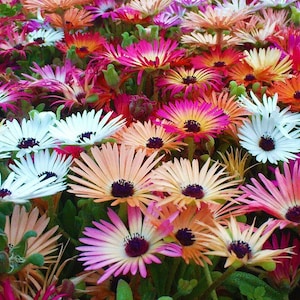 100 Livingstone Daisy Mix Flower Seeds-dorotheanthus Bellidiformis-ice ...