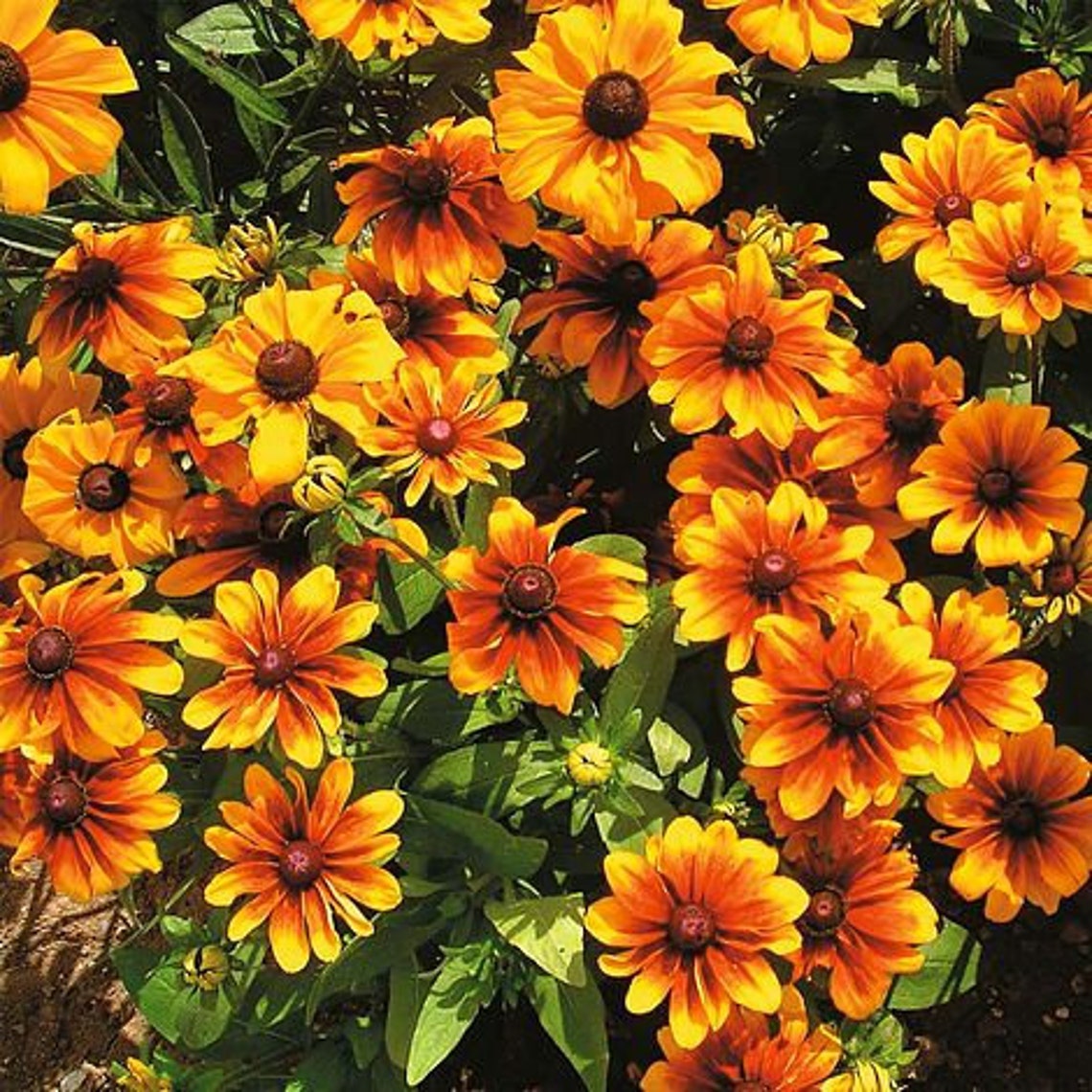 200pcs Rudbeckia Black Eyed Susan Mix Flower Seeds-- Golden Coneflower ...