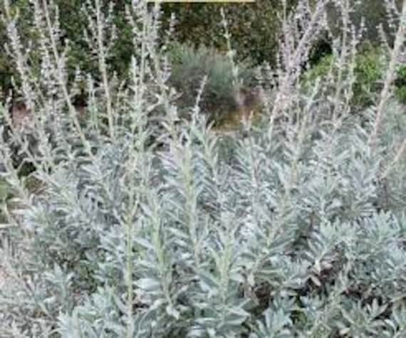 Home Décor Incense Home & Living White sage etna.com.pe